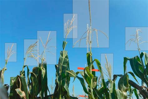 Researchers Use Crowdsourcing To Speed Up Data Analysis In Corn Plants News Service