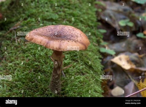 Mutable Hallimasch Armillaria Gallica In Mixed Forest Bavaria Germany Stock Photo Alamy Mutable Hallimasch Armillaria Gallica In Mixed Forest Bavaria Germany Stock Photo Alamy