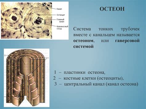 Строение костей химический состав и свойства костей презентация онлайн