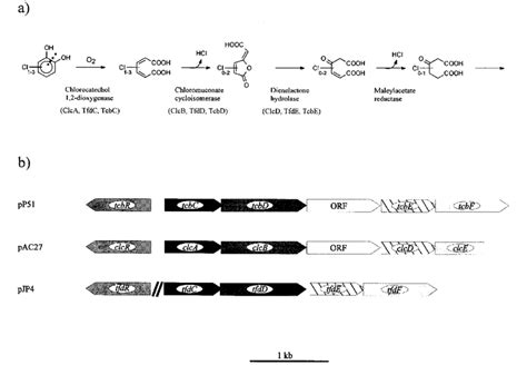 Enzyme Sequence And Operon Structure Of The Genes Of The Modified Ortho