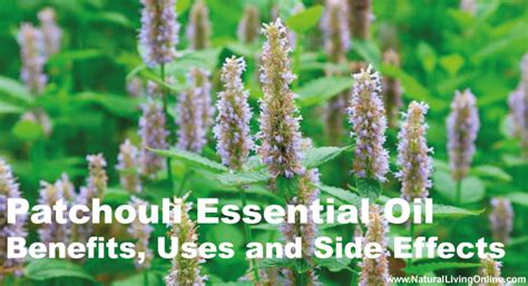 Patchouli Essential Oil A Guide To Benefits Uses And Side Effects