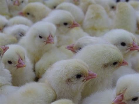 How To Feather Sex A Chicken Laying Hens