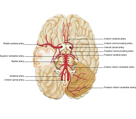 Rcsi Drawing Circle Of Willis English Labels Anatomytool