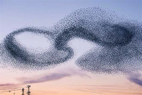 The Balletic Murmurations Of Birds In Flight By Alain Delorme Birds