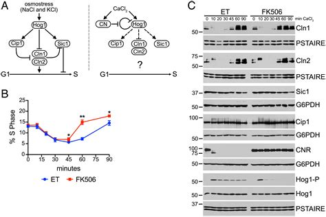 Different Types Of Cell Cycle Arrest At Guillermo Wilbur Blog