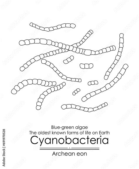 Cyanobacteria Or Blue Green Algae Are Among The Oldest Known Forms Of Life On Earth From The