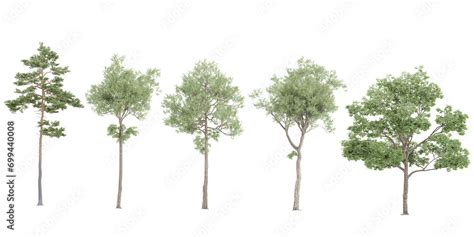 Set Of Photorealistic 3d Rendering Of Birchacer Platanoides Tree Trees With Ground Shadows