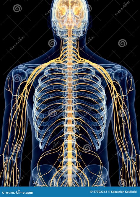 De Intercostal Zenuwen Stock Illustratie Illustration Of Geel 57002313
