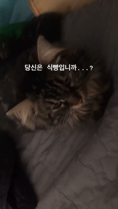 식빵 굽는 고양이 Youtube