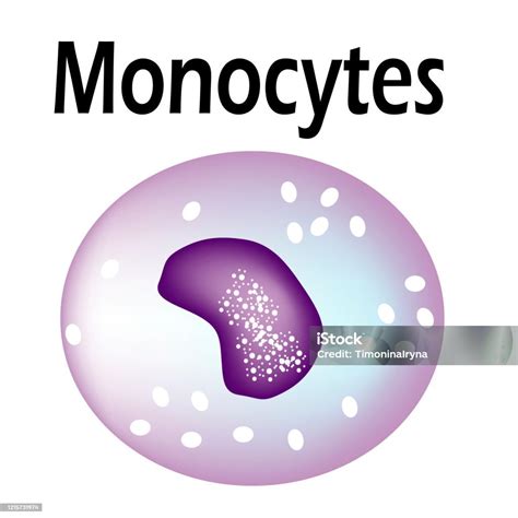 단핵구의 구조 단핵구 혈액 세포 백혈구 면역 백혈구 인포 그래픽 격리된 배경에 대한 벡터 그림입니다 0명에 대한 스톡 벡터 아트 및 기타 이미지 Istock
