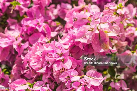 부겐 빌레아 꽃 질감과 배경입니다 부겐빌레아 나무의 보라색 꽃입니다 디자이너를위한 다채로운 보라색 꽃 질감과 배경 0명에 대한 스톡 사진 및 기타 이미지 Istock