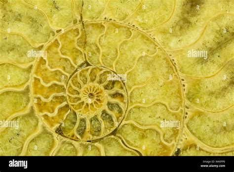 Great Ammonite Shell Viewed In Section Revealing The Internal Chambers