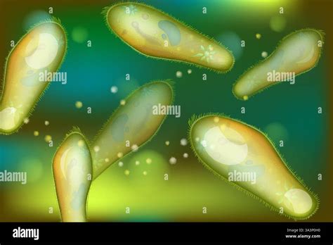 Paramecium Colony Under Microscope Microscopic View Of Protozoa In