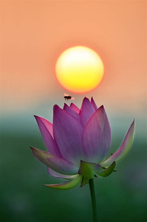 국립세종수목원에서 700년 된 연꽃 구경하세요