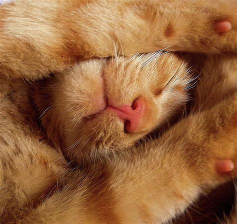 Sleeping Ginger Cat Photograph By By Richard Pearson Pixels