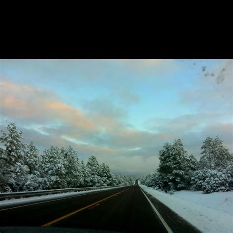 Snow Covered Trees In Show Low Arizona