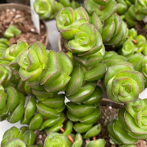 Crassula X Rupestris F Marnieriana Hottentot Secret Garden Plant Shop