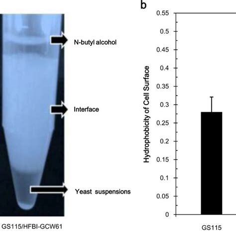 Analysis Of The Surface Hydrophobicity Of The Three Strains