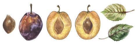 나뭇잎이 있는 매화 세트 보라색 자두의 수채화 식물 그림입니다 고립된 배경에 손으로 그린 클립 아트입니다 식품 포장 디자인을 위한 과일의 그림 베리와 씨앗 그리기 0명에