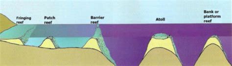 Coral Reef Fringing Reef Barrier Reef And Atoll Pmf Ias