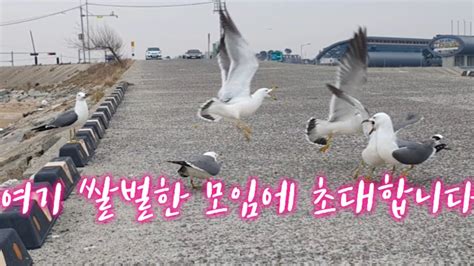 아주 달콤 쌀벌한 모임에 초대합니다 같이 보실래요 갈매기모임 쌀벌해요 바닷가풍경 재밌는풍경 소소한퓽경 Youtube