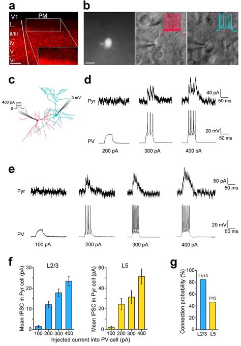 Figures And Data In Recruitment Of Inhibition And Excitation Across Mouse Visual Cortex Depends