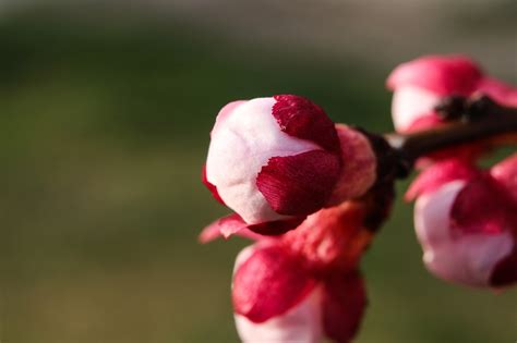 70000 Free Pimple Face And Face Images Pixabay