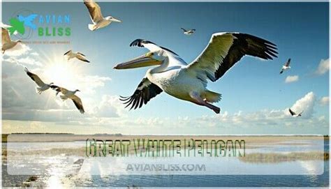 Largest Wingspan Bird Meet The Giants Of The Skies