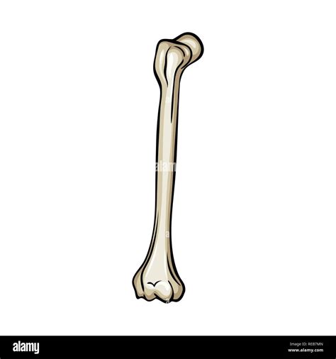 Fracture Tibia Stock Vector Images Alamy