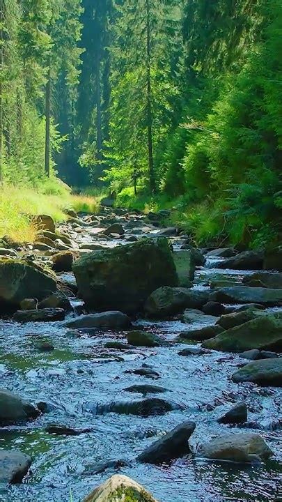 기능 마음을 정화하다 마음을 달래다 자연 고요함 녹색 자연과 조화됨 최면 흐르는 물 숲 인간과 자연의 조화 물 흐르는 소리 명상 수면 효과음 백색
