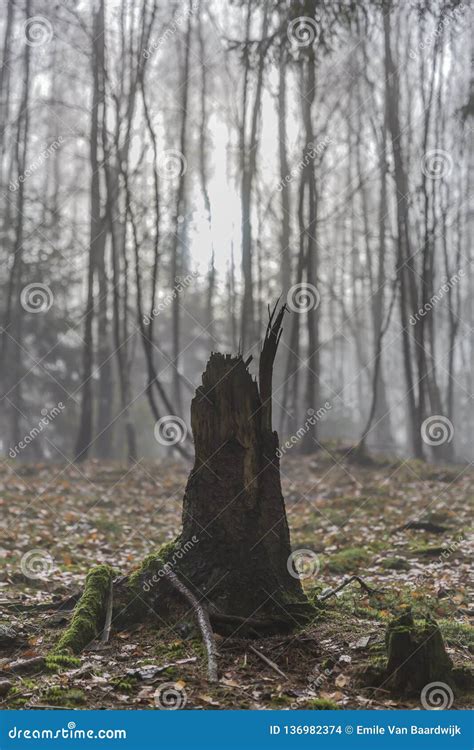 Spectacular Image Of A Stump Of A Tree With Its Roots Exposed With Dry Leaves On The Ground In