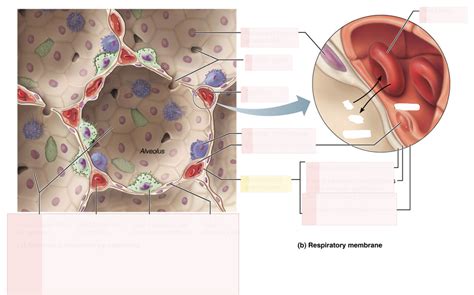 Chp 36 Diagram 6 Diagram Quizlet