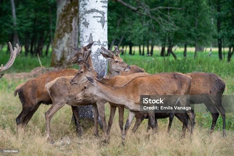 화창한 여름 날에 녹색 잔디에 숲에서 사슴무리 0명에 대한 스톡 사진 및 기타 이미지 0명 가축떼 꼬리 Istock