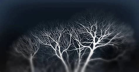 Dark Tree Stock Photos Royalty Free Dark Tree Images Depositphotos