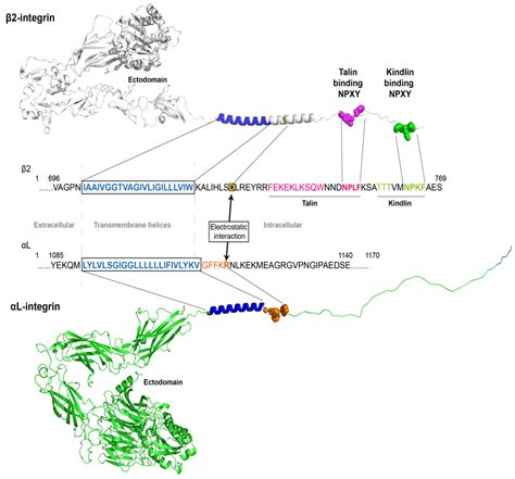 Structural Basis Of β2 Integrin Inside—out Activation