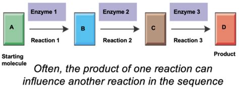 Biochem Lecture 14 Flashcards Quizlet