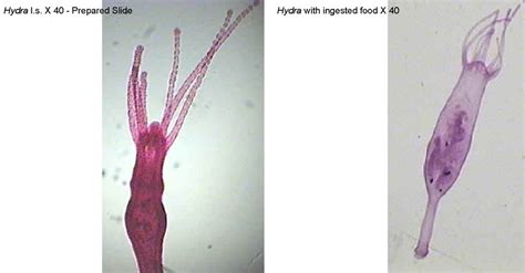 7 4 Reading Cnidarians Biology Libretexts