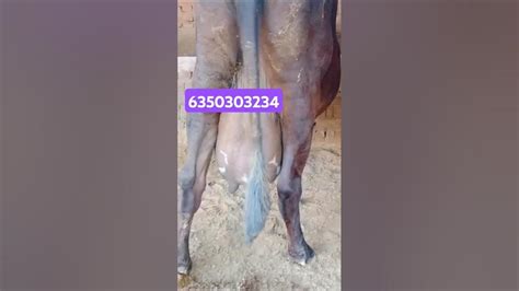 टॉप की गाय खरीदने के लिए बाबा रामदेव डेरी फार्म कांटेक्ट Youtube