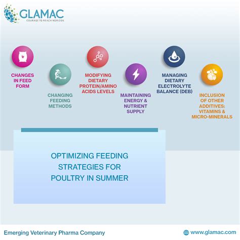 Optimizing Feeding Strategies For Poultry In Summer