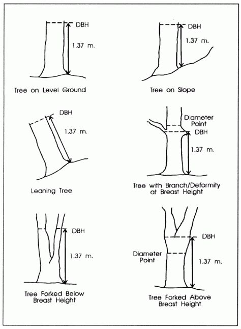 Tools For Measuring Tree Diameter Forestrypedia
