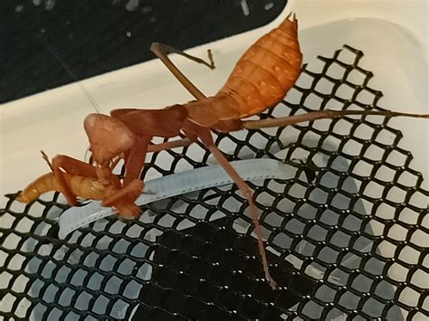 Gender Rmantids