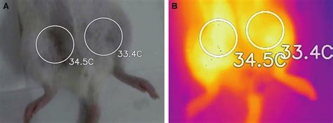 Infrared Thermography Analysis Of The Hind Limbs A Standard View Of Download Scientific