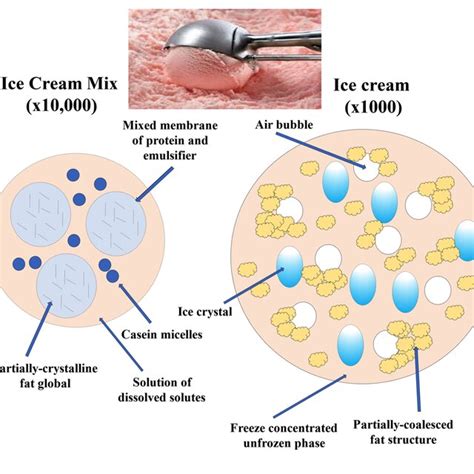 Highly Schematic Illustration Of The Structure Of Ice Cream Mix And Ice