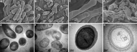 Structures Of Pseudomonas Syringae Pv Actinidiae Psa Cells And