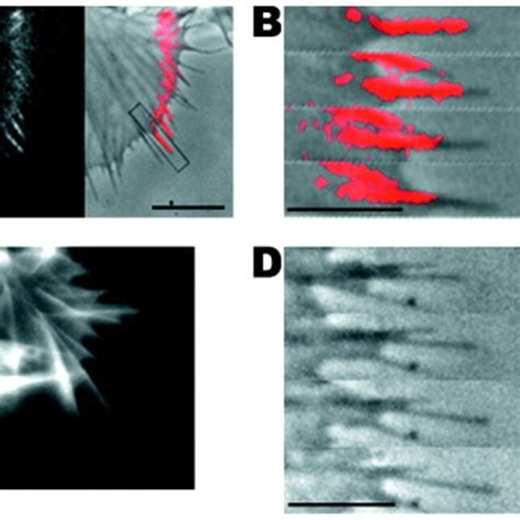 Imaging Actin Dynamics In Filopodia A And B Show A Caged Q Rhodamine