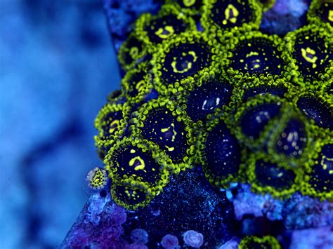 Exosphere Zoa 1 2 Polyp Bluewater Reef