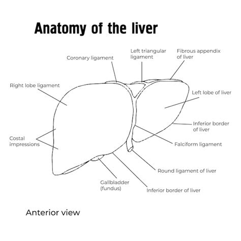 Labeled Liver Diagram At Steven Serpa Blog