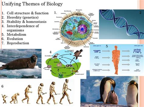 Properties Of Life Figure 12 C Response To Environment Ppt Download
