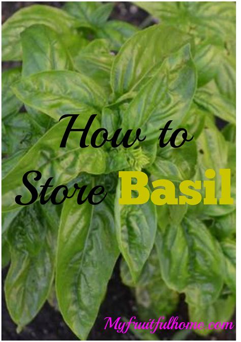 How To Store Basil My Fruitful Home