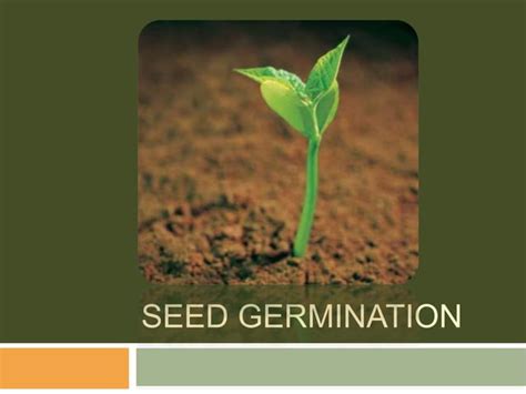 Seed Germination Pptx
